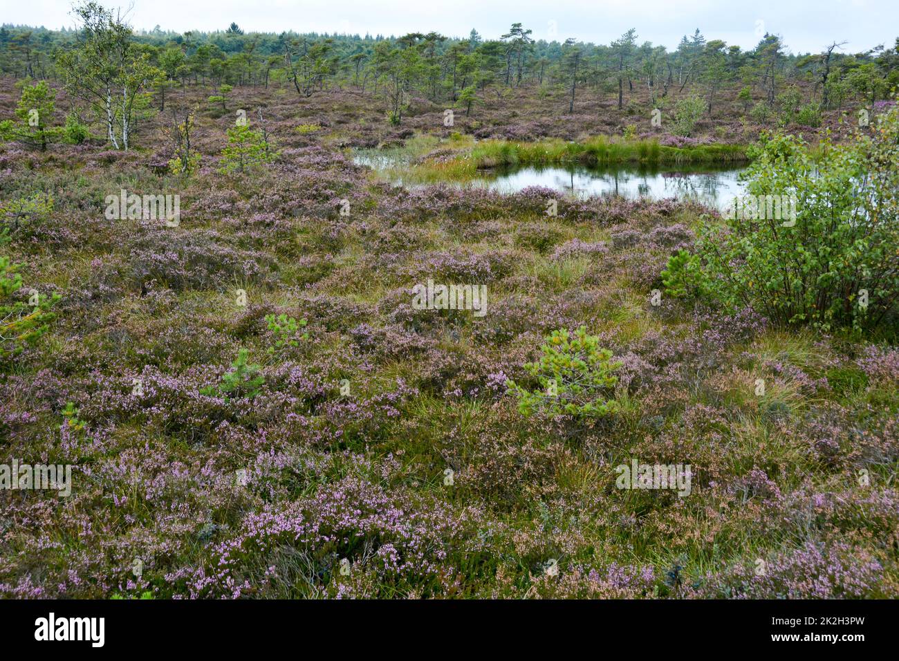 Moor Landscape with eyes and heather Stock Photo - Alamy