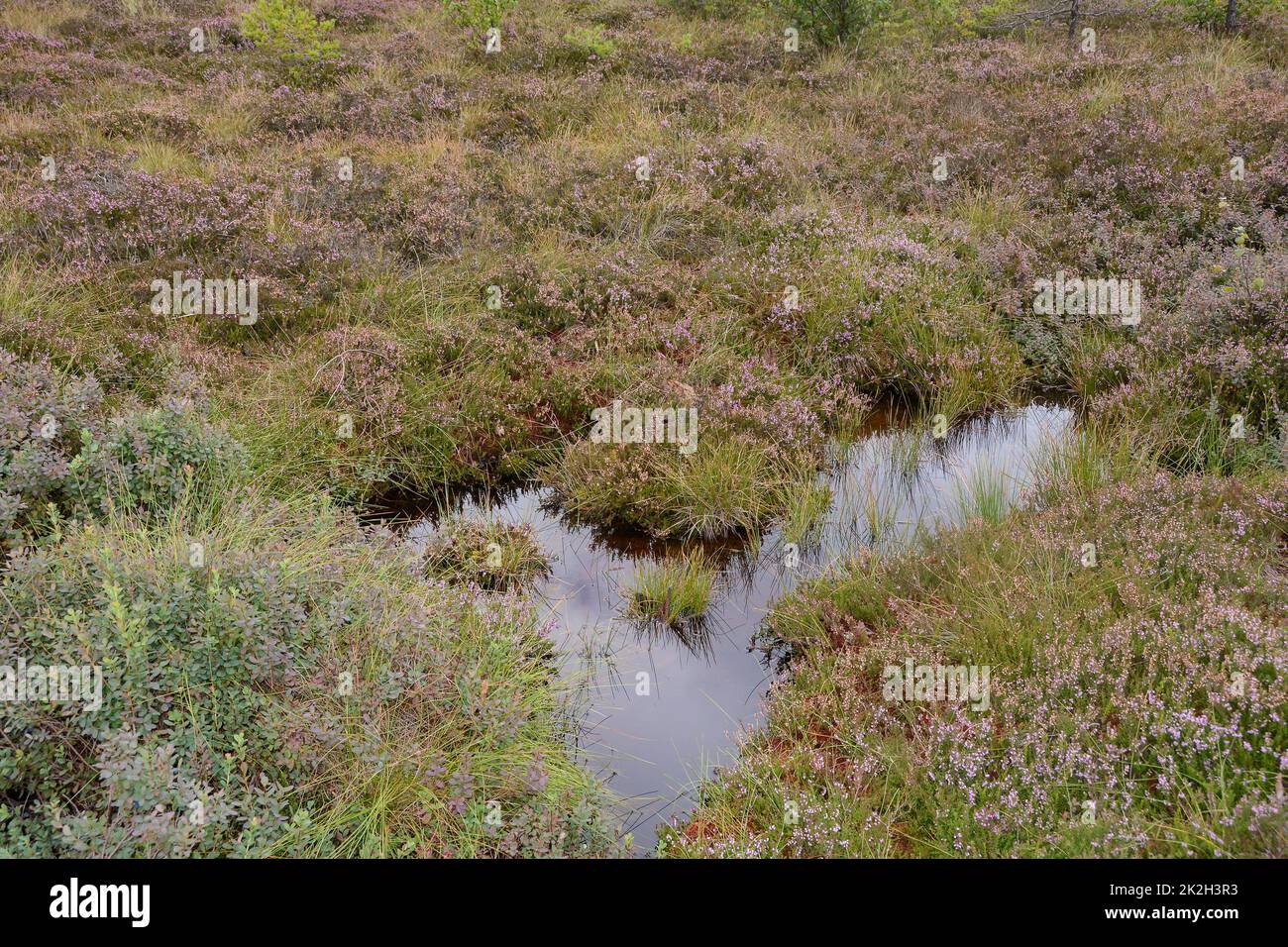 Bog eye with heather in the Black Moor Stock Photo - Alamy