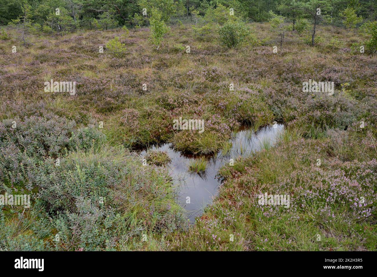 Bog eye with heather in the Black Moor Stock Photo - Alamy