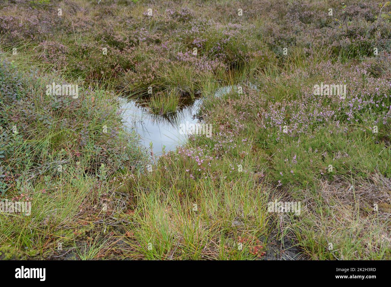 Bog eye with heather in the Black Moor Stock Photo - Alamy