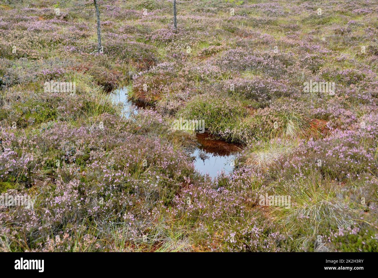 Water in the Bog eyes and heather Stock Photo - Alamy