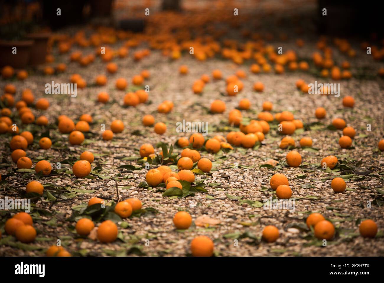 Ripe mandarin oranges lying on the ground Stock Photo - Alamy