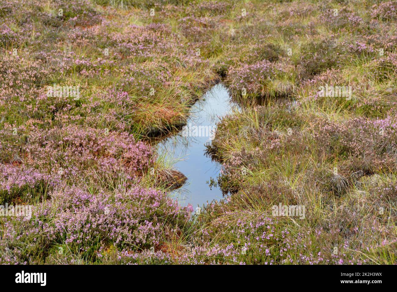 Moor eyes and heather Stock Photo - Alamy
