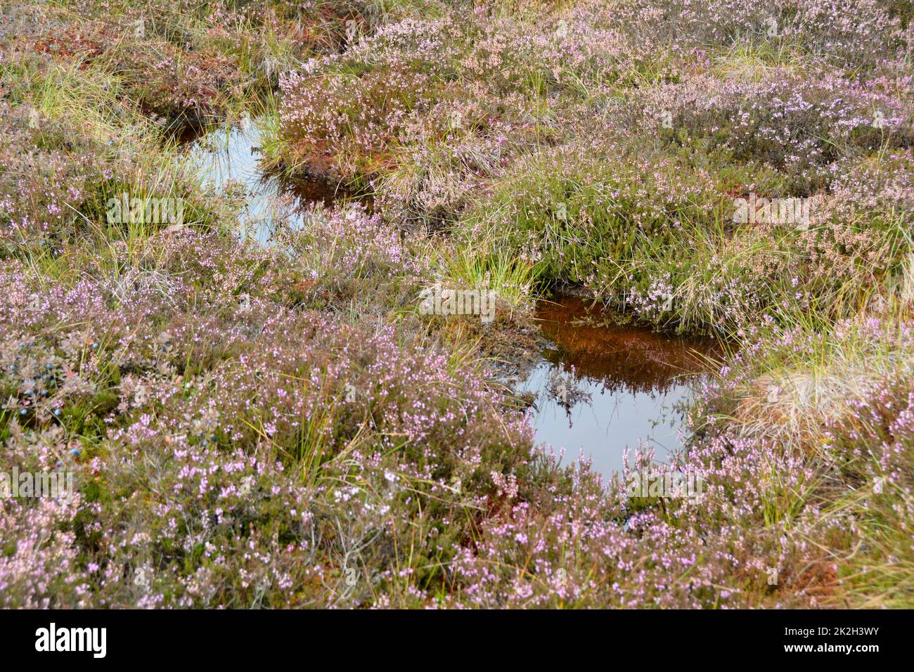 Bog eyes and heather Stock Photo - Alamy