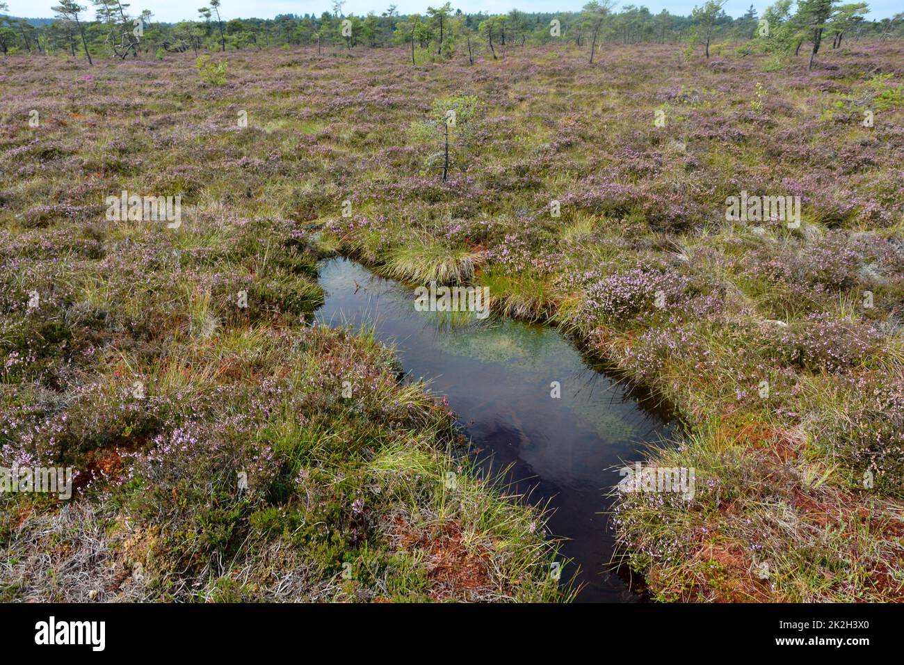 Landscape In the black moor with bog eyes and heather Stock Photo - Alamy