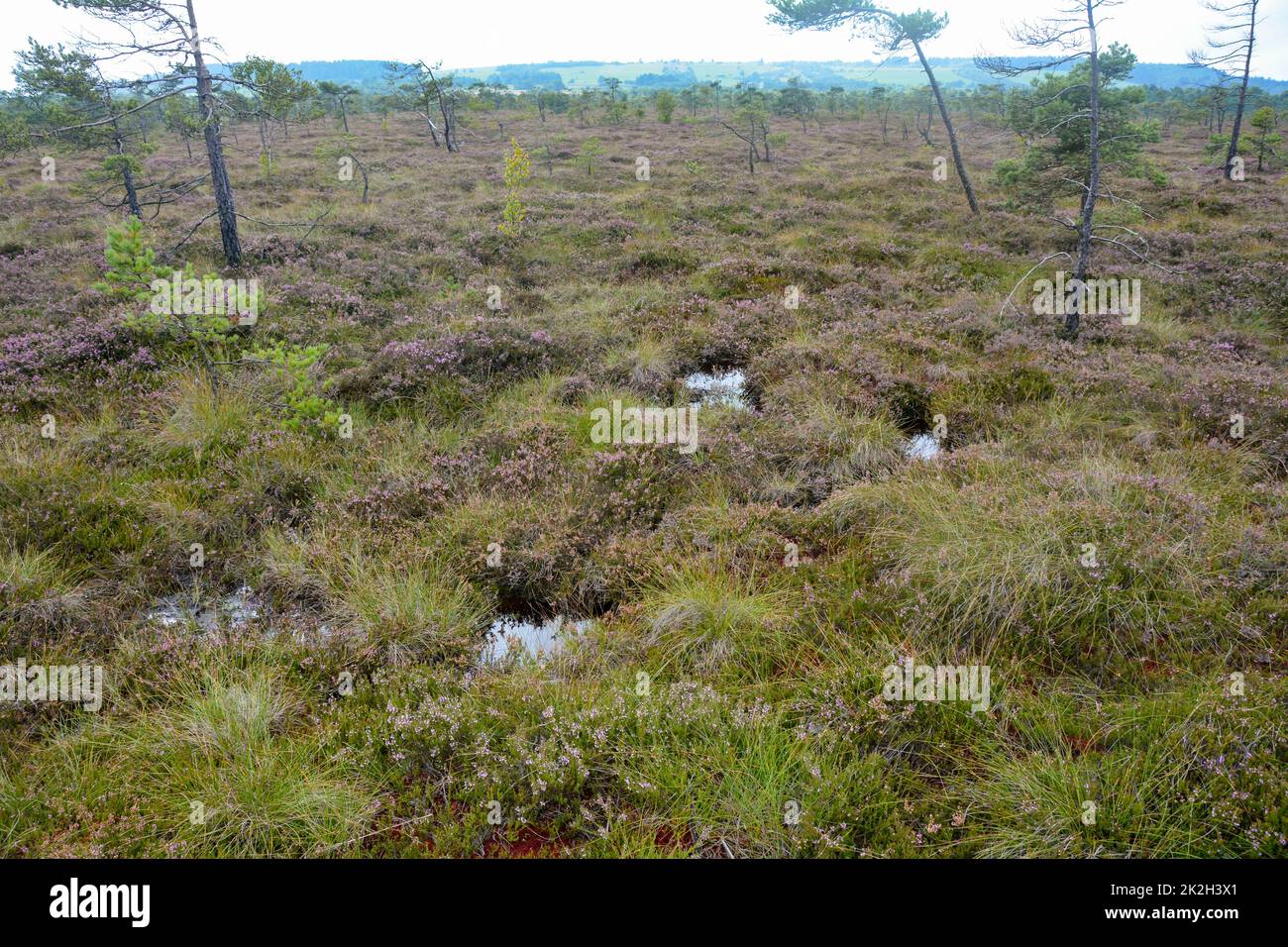 Landscape in the moor with eyes and heather Stock Photo - Alamy