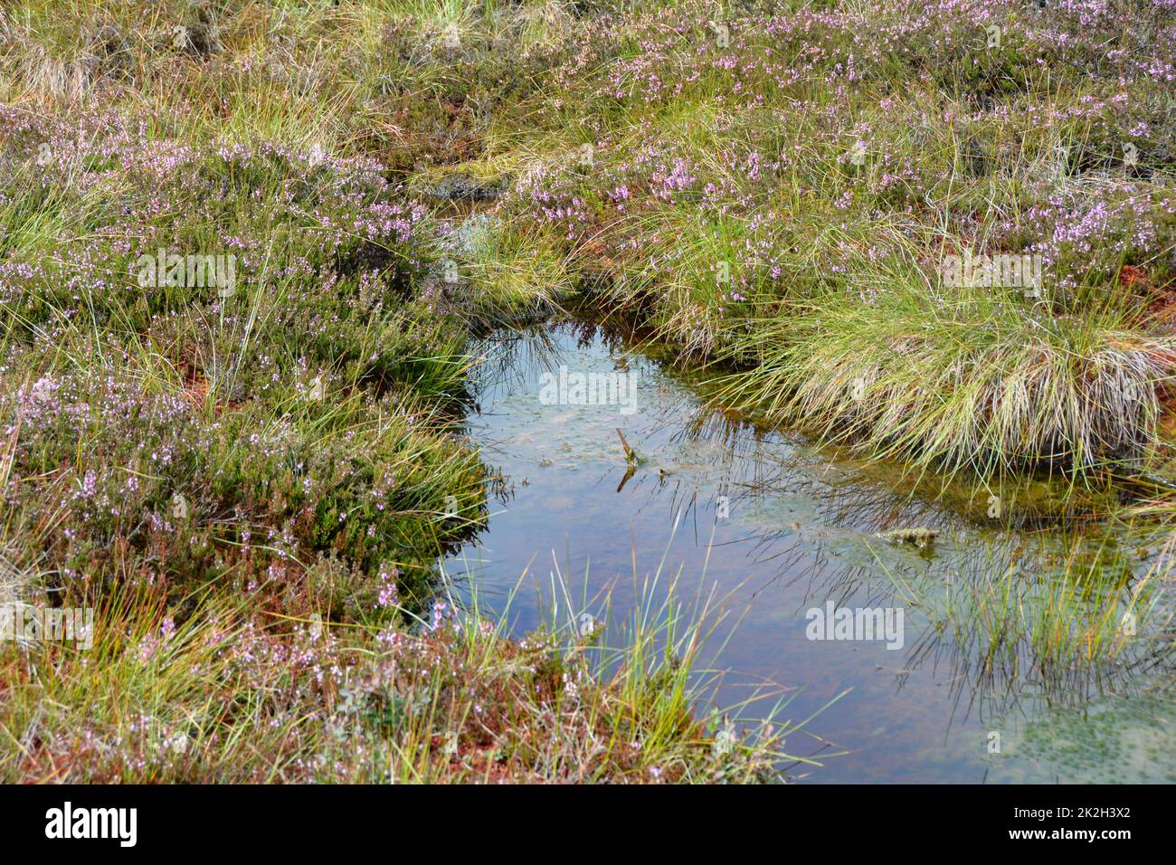 Bog eyes and heather Stock Photo - Alamy