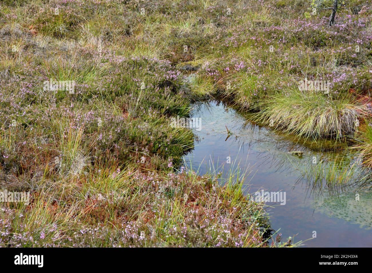 Bog eyes and heather Stock Photo - Alamy