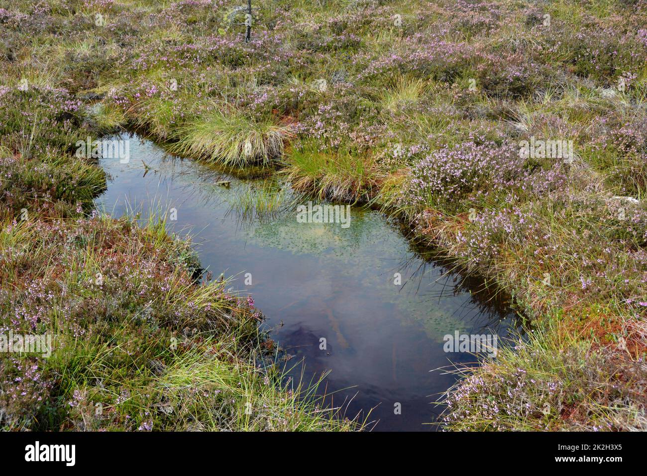 In the black moor with bog eyes and heather Stock Photo - Alamy