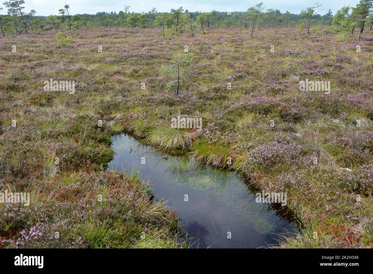 Landscape In the moor with bog eyes and heather Stock Photo - Alamy