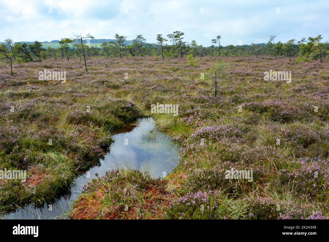 Landscape In the black moor with bog eyes and heather Stock Photo - Alamy