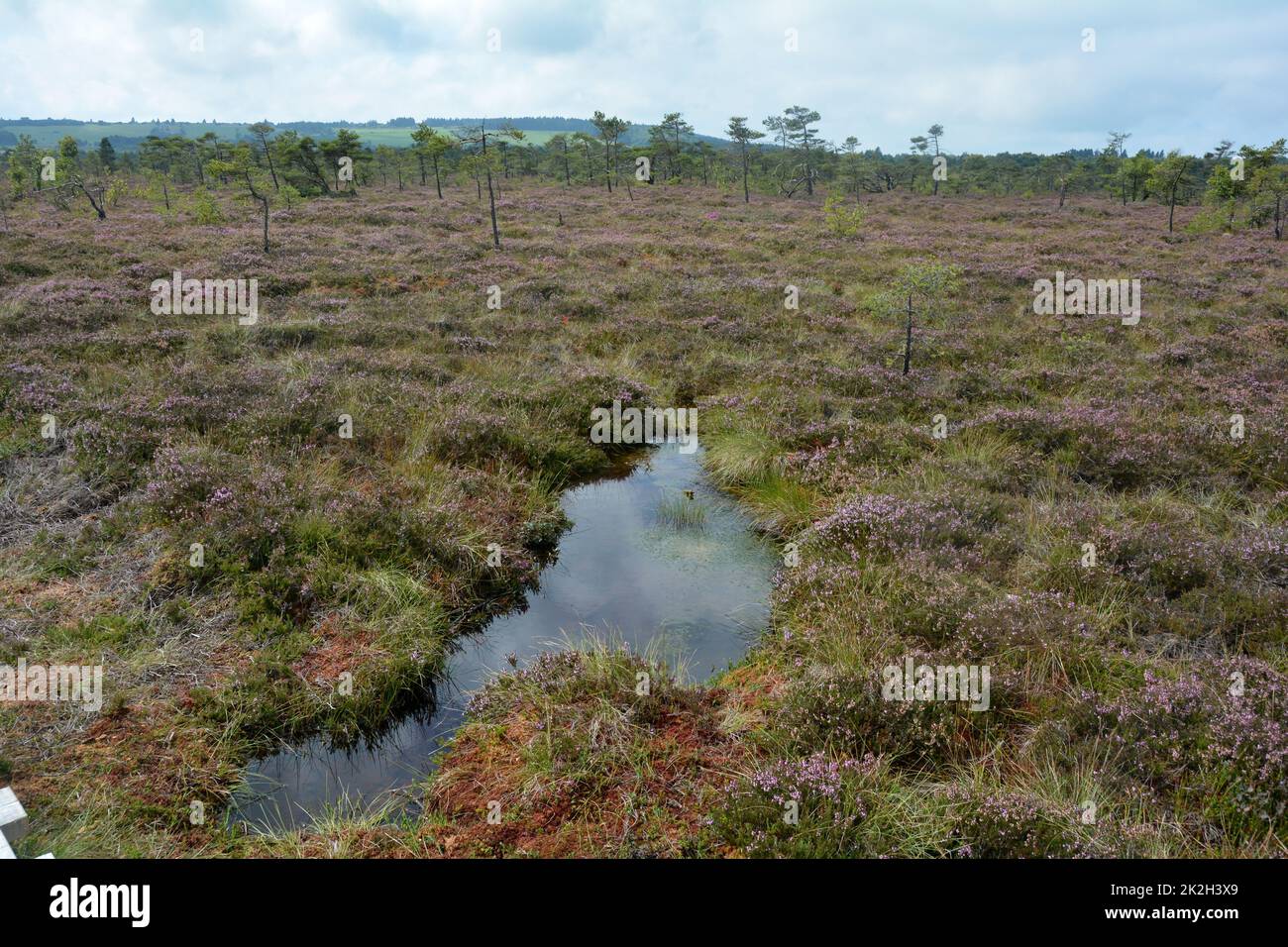Moor landscape with heather and bog eyes Stock Photo - Alamy