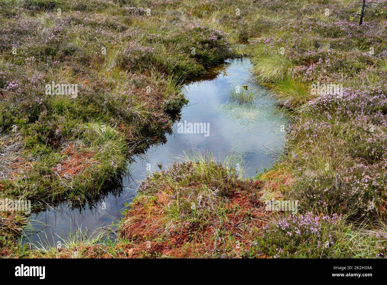 Bog eyes and heather Stock Photo - Alamy