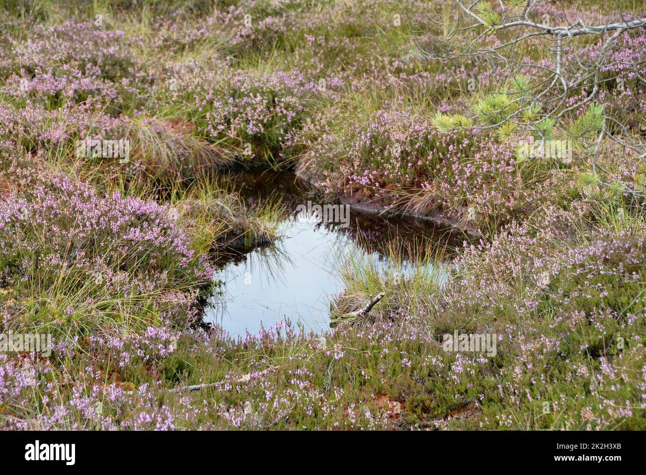 In the black moor with bog eyes and heather Stock Photo - Alamy