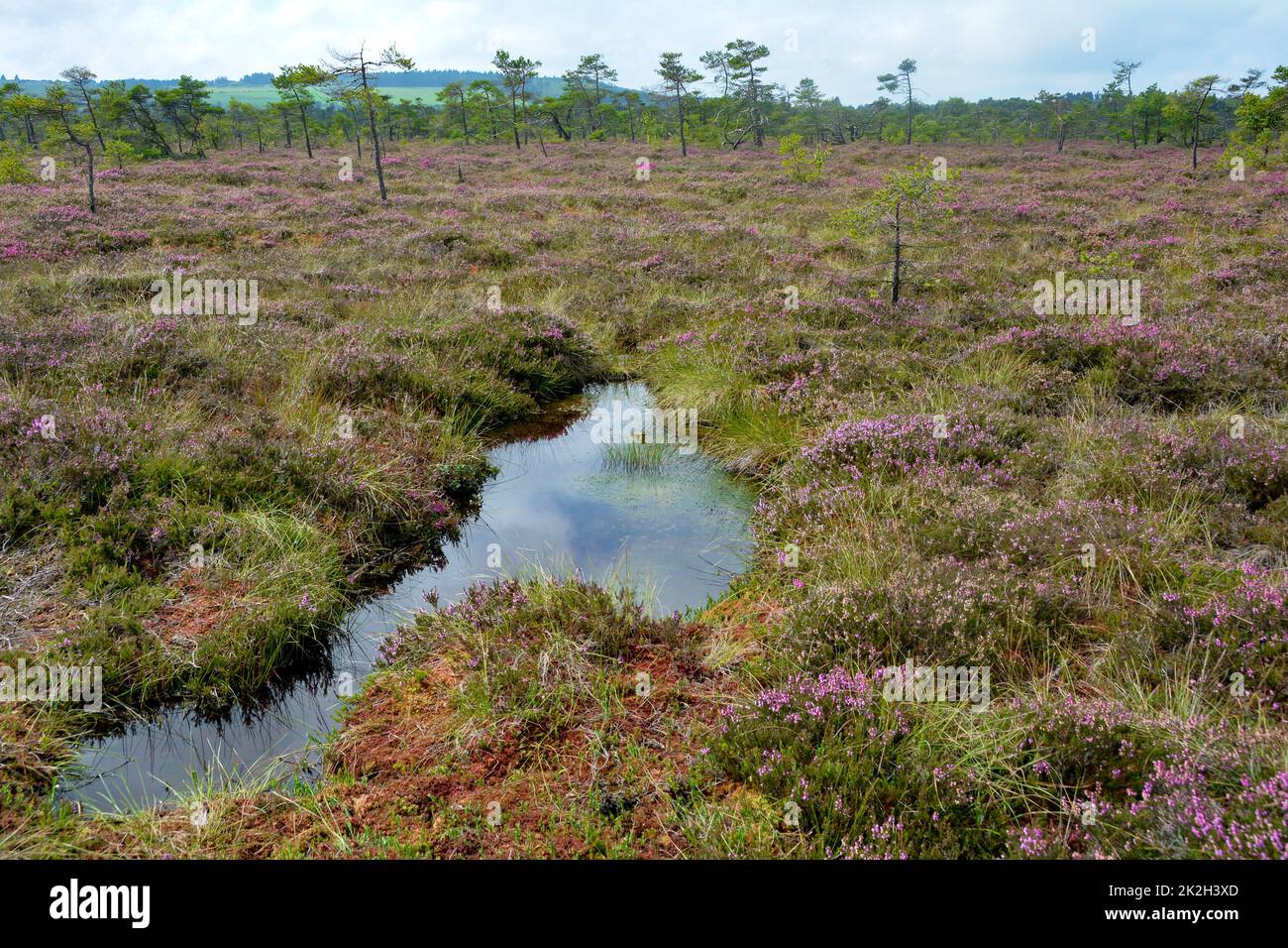 Landscape In the black moor with bog eyes and heather Stock Photo - Alamy