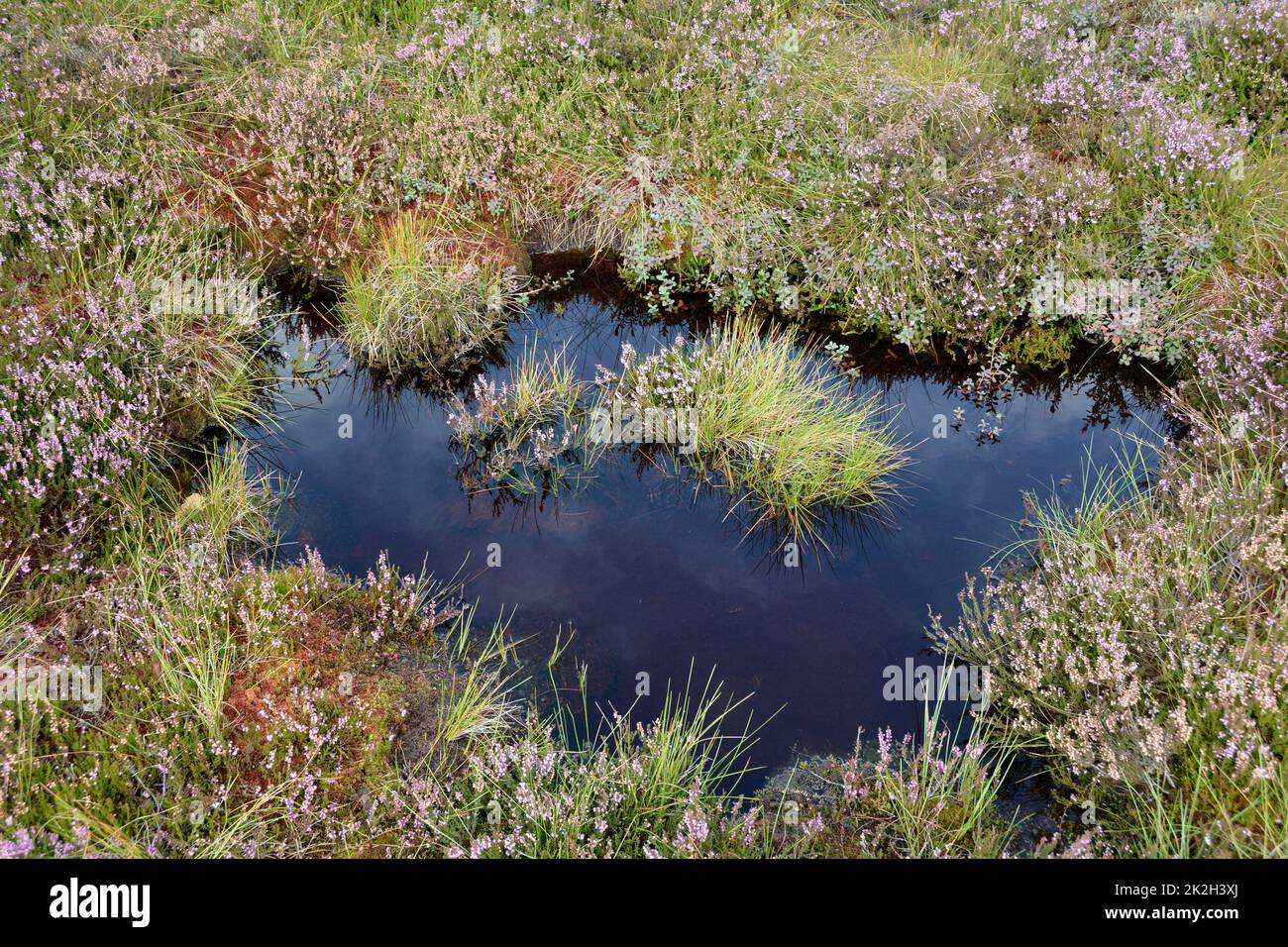 In the black moor with bog eyes and heather Stock Photo - Alamy