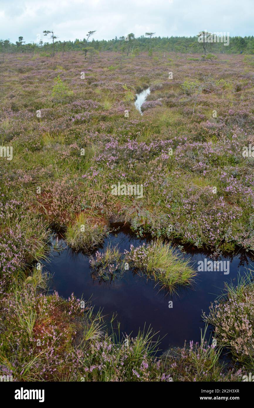 Moor landscape with bog eyes and heather Stock Photo - Alamy