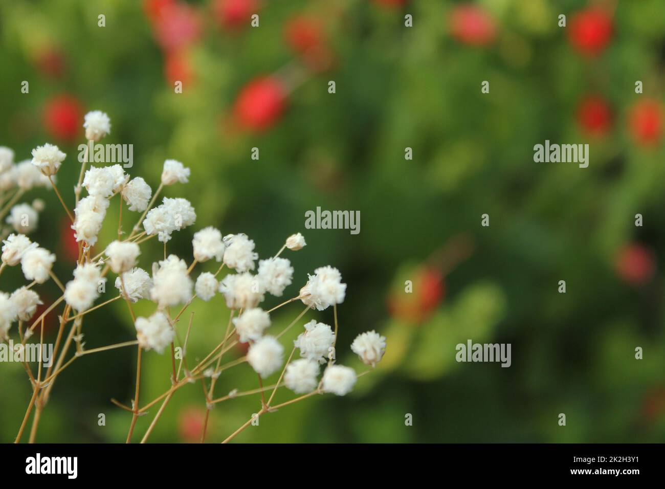 Baby breath plant hi-res stock photography and images - Alamy