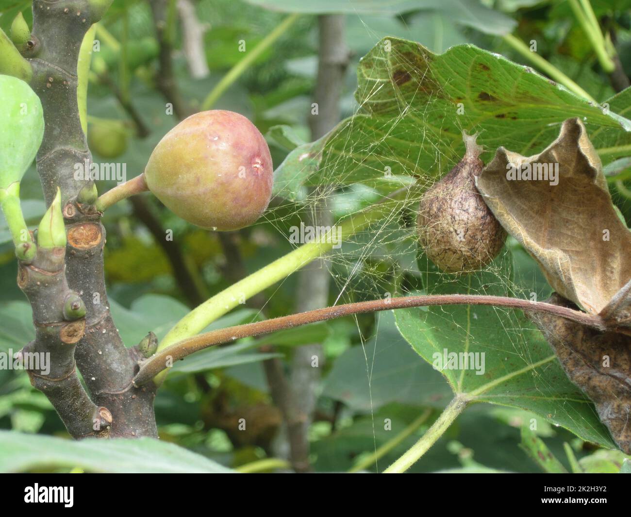 Garden Spider Argiope aurantia egg sac camouflaged in Fig Tree Stock ...