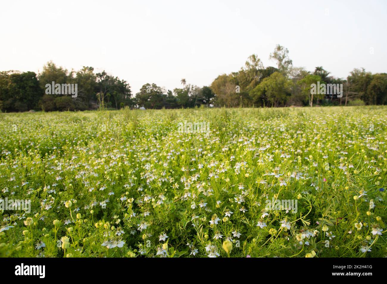 Cumin farm hi-res stock photography and images - Alamy