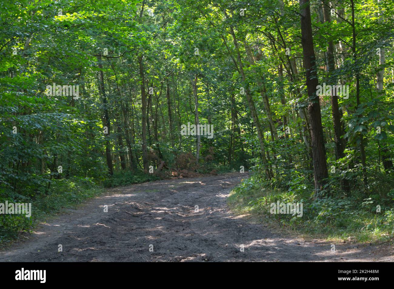 Beautiful park forest landscape with tree trunks on the Baltic sea ...