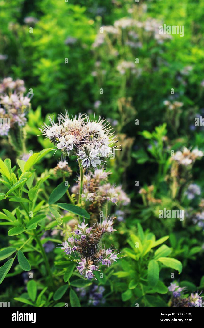Blomming Phacelia tanacetifolia- bee pasture Stock Photo - Alamy
