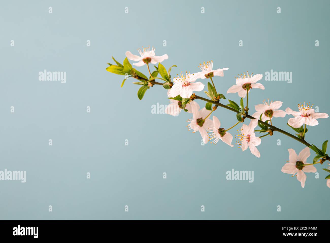 Spring background with beautiful white flowering branches. Nature ...