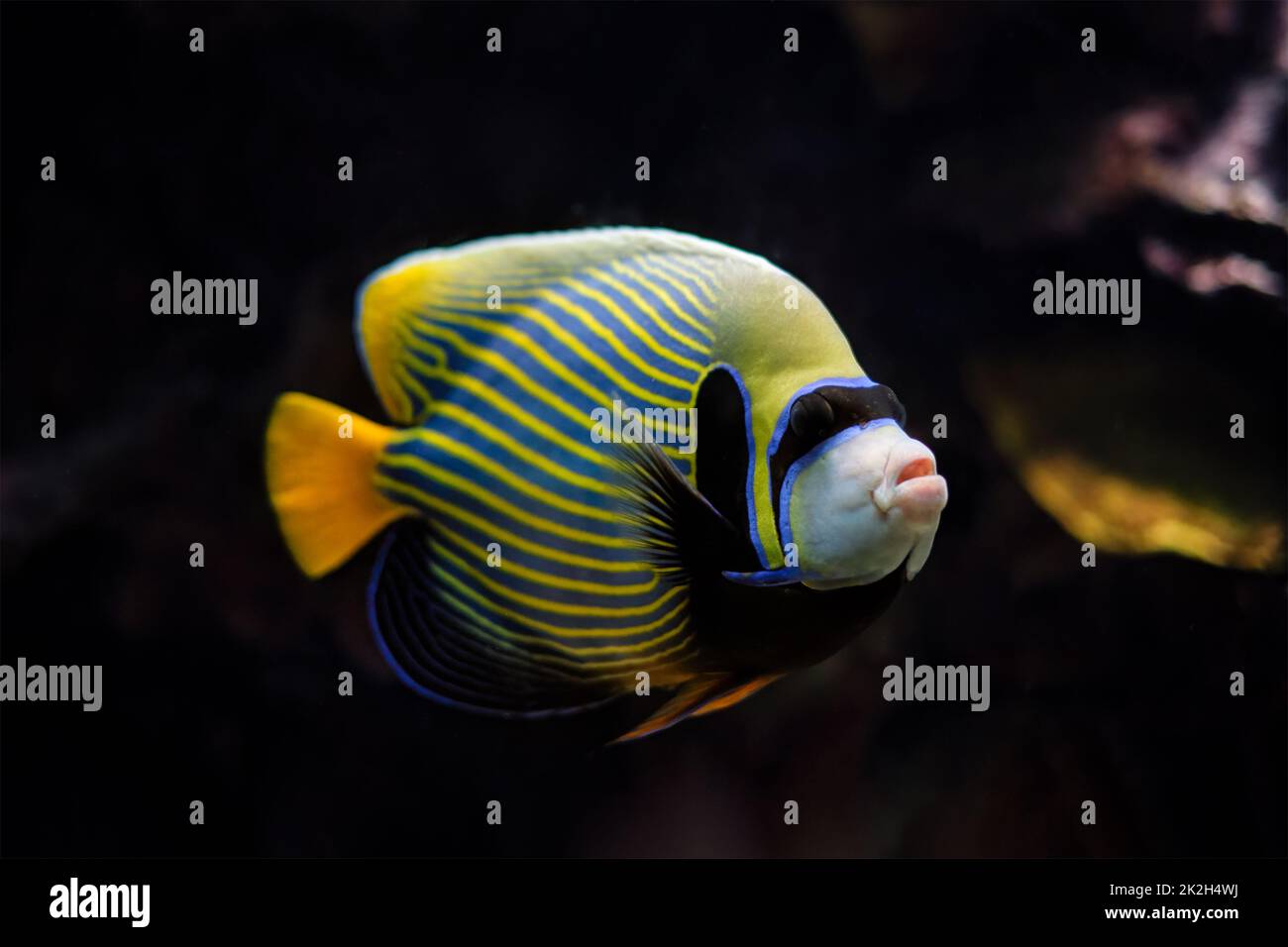 Emperor fish hi-res stock photography and images - Alamy