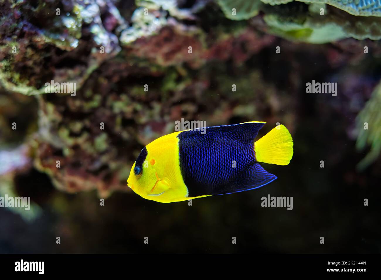 Bicolor angelfish aka Centropyge bicolor, Pacific rock beauty, oriole ...