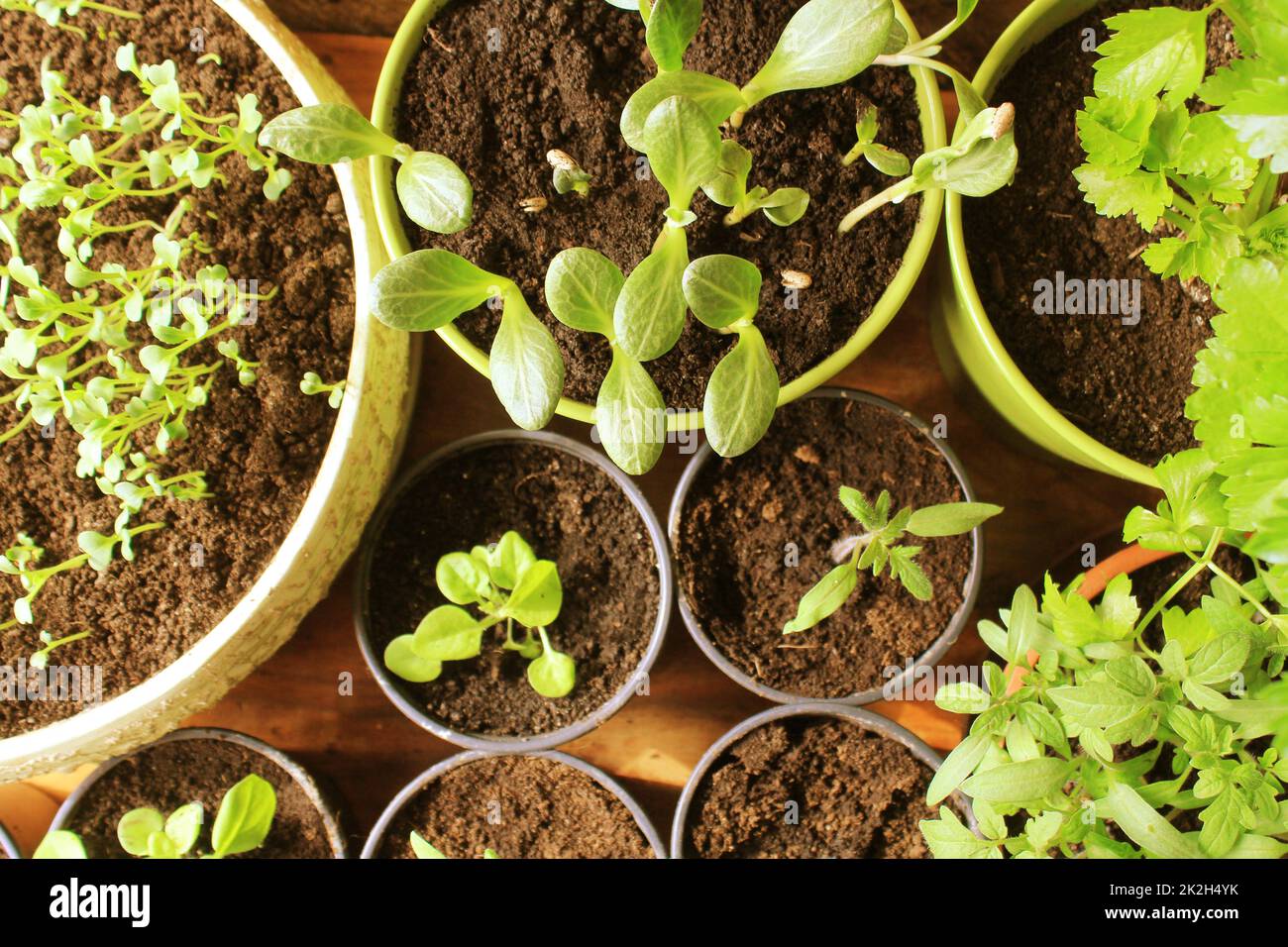 Gardening background.Young fresh seedling growing in pot Stock Photo ...