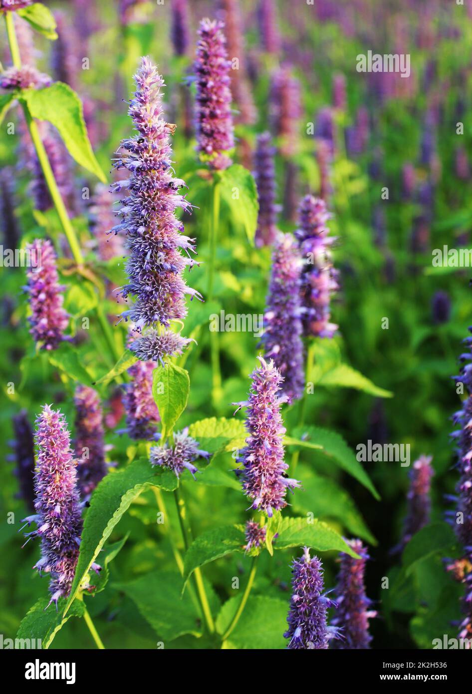 Agastache Blue Fortune or Giant Hysso flowers Stock Photo - Alamy