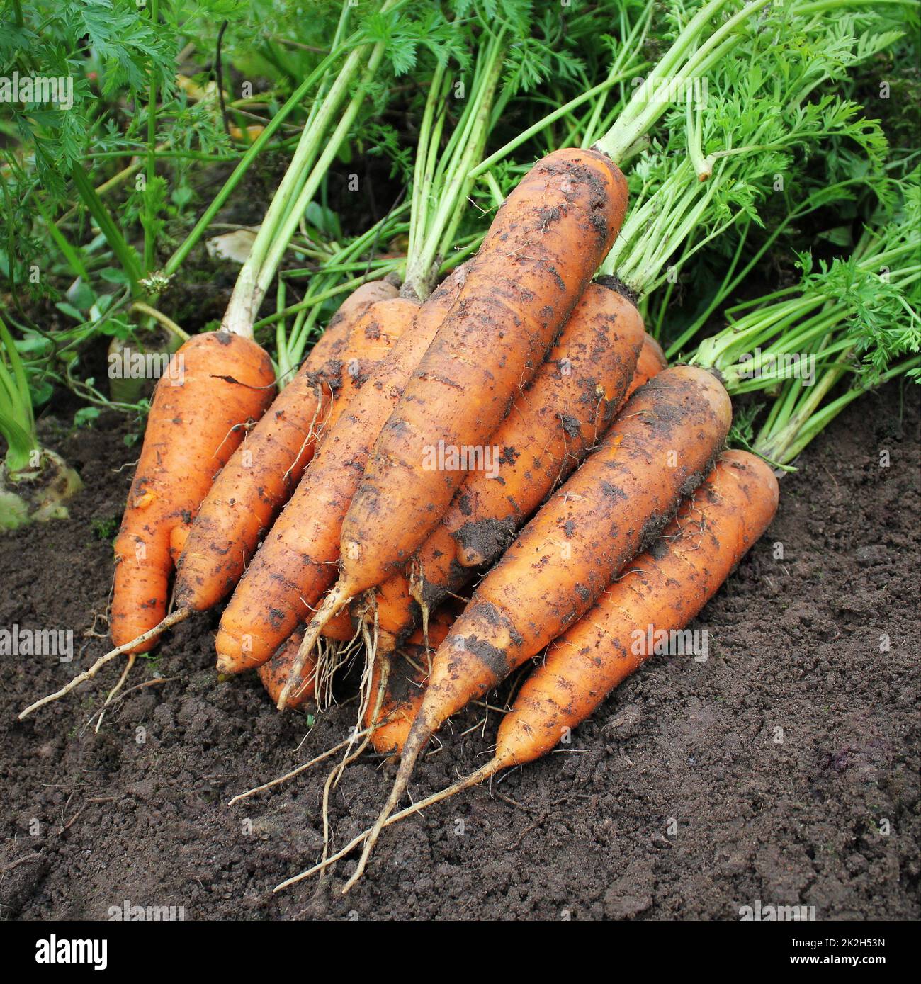 Harvesting carrots. Fresh carrots lying on ground Stock Photo - Alamy