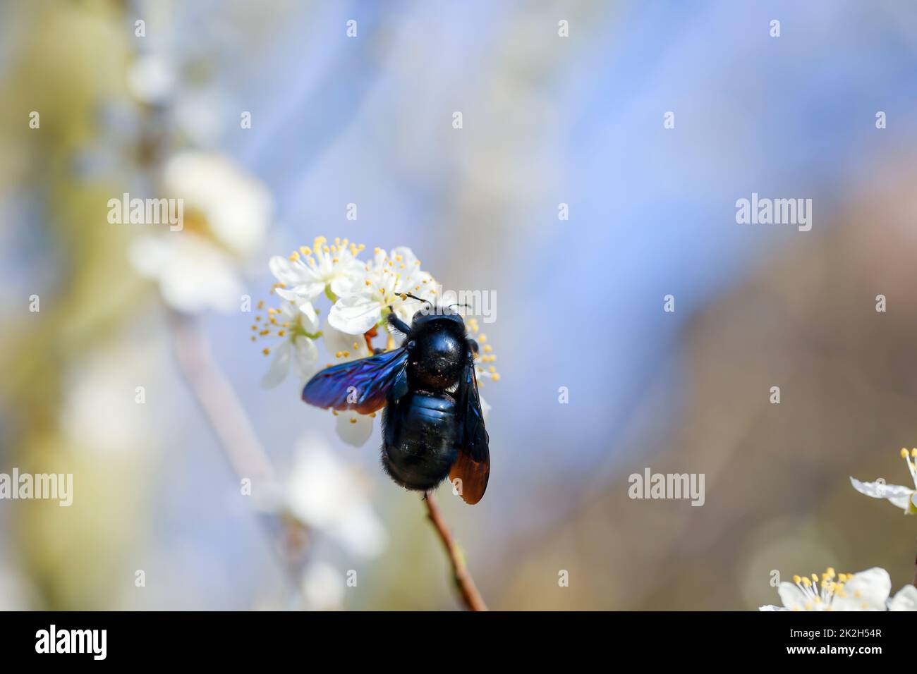 A portrait of a blue-black wood bee (Xylocopa violacea), a so-called ...
