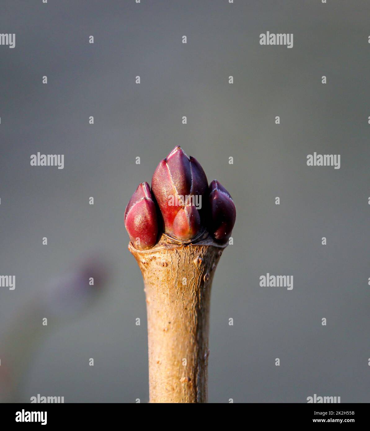 The first shoots of a tree, a shrub in the spring Stock Photo - Alamy