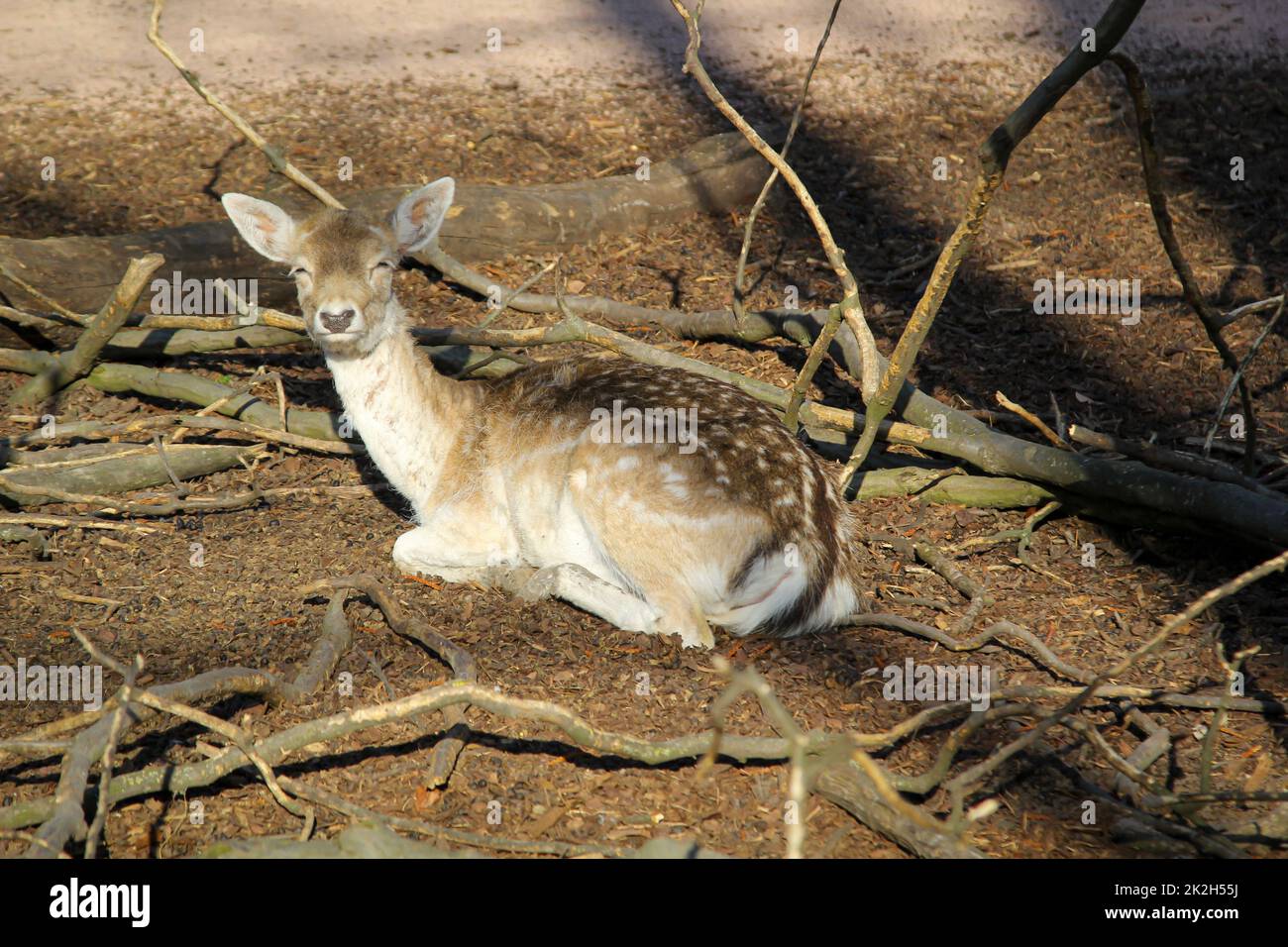 Deer, stags, cloven-hoofed animals in an enclosure Stock Photo - Alamy