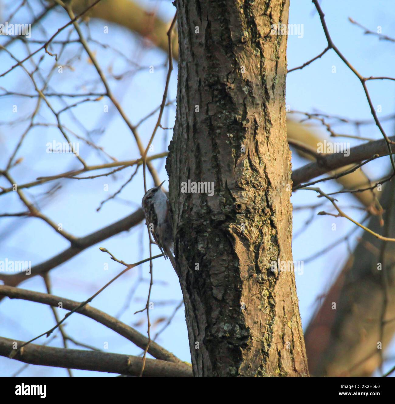 A garden treecreeper, Certhia brachydactyla brings nesting material to ...