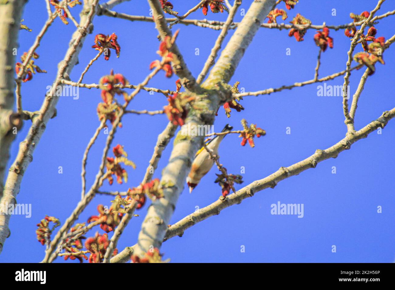 Goldfinch in habitat hi-res stock photography and images - Alamy