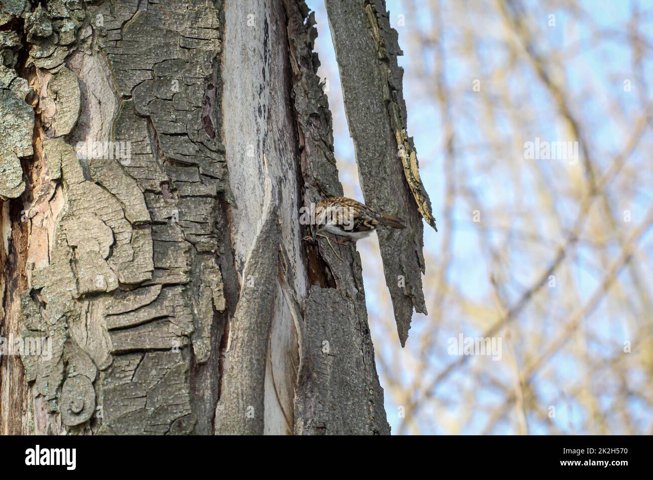 A garden treecreeper, Certhia brachydactyla brings nesting material to ...