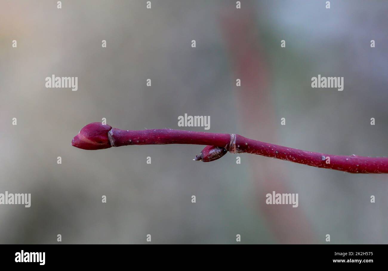 The first shoots of a tree, a shrub in the spring Stock Photo - Alamy