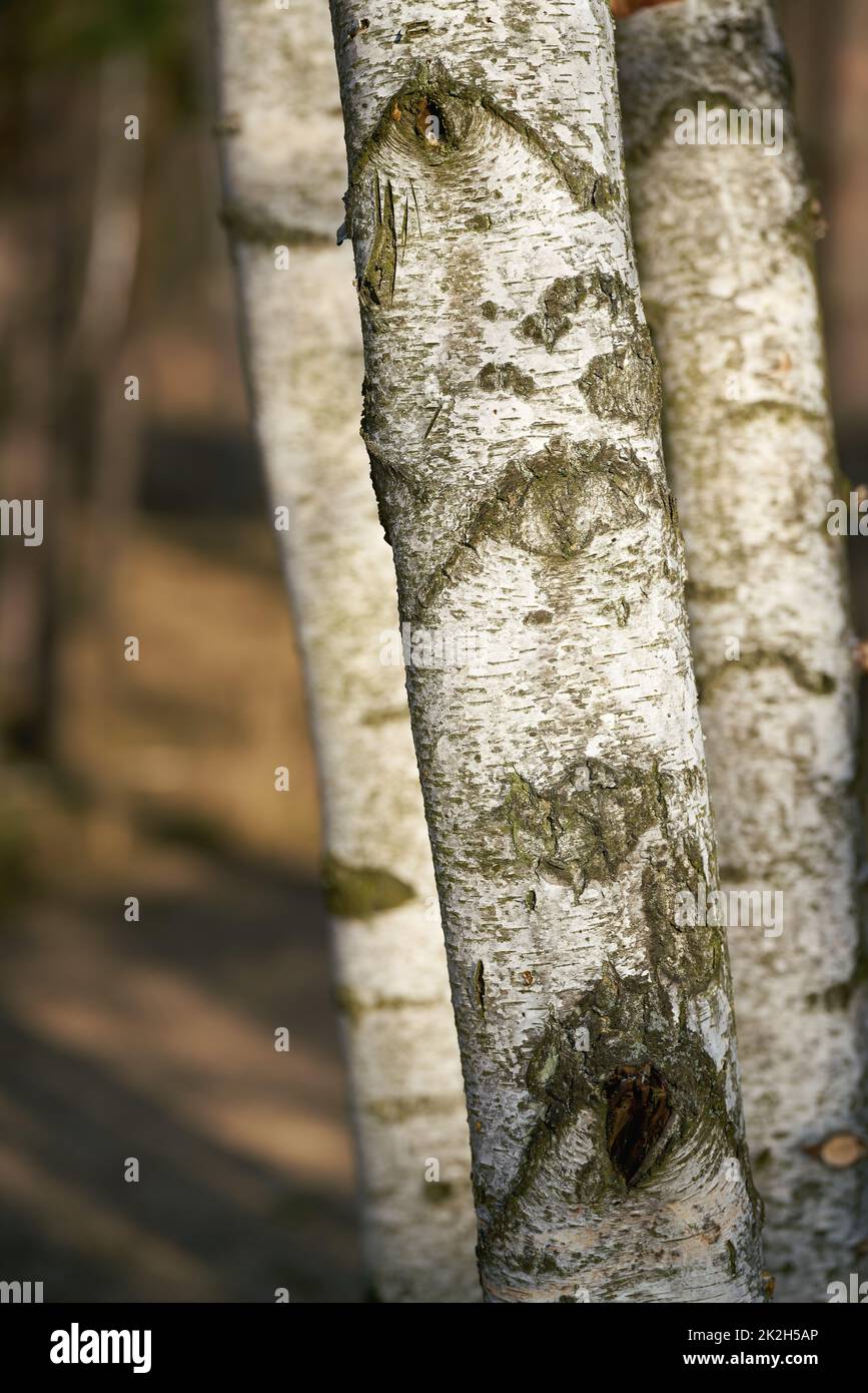Birch trees with typical white bark in a forest in Germany Stock Photo ...