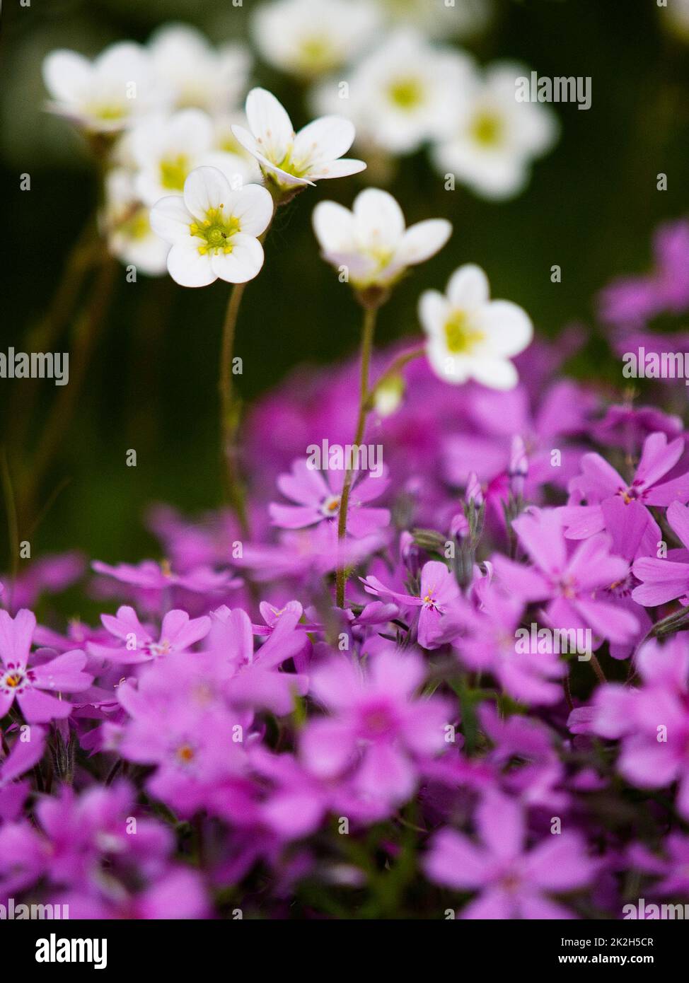 Blummen hi-res stock photography and images - Alamy