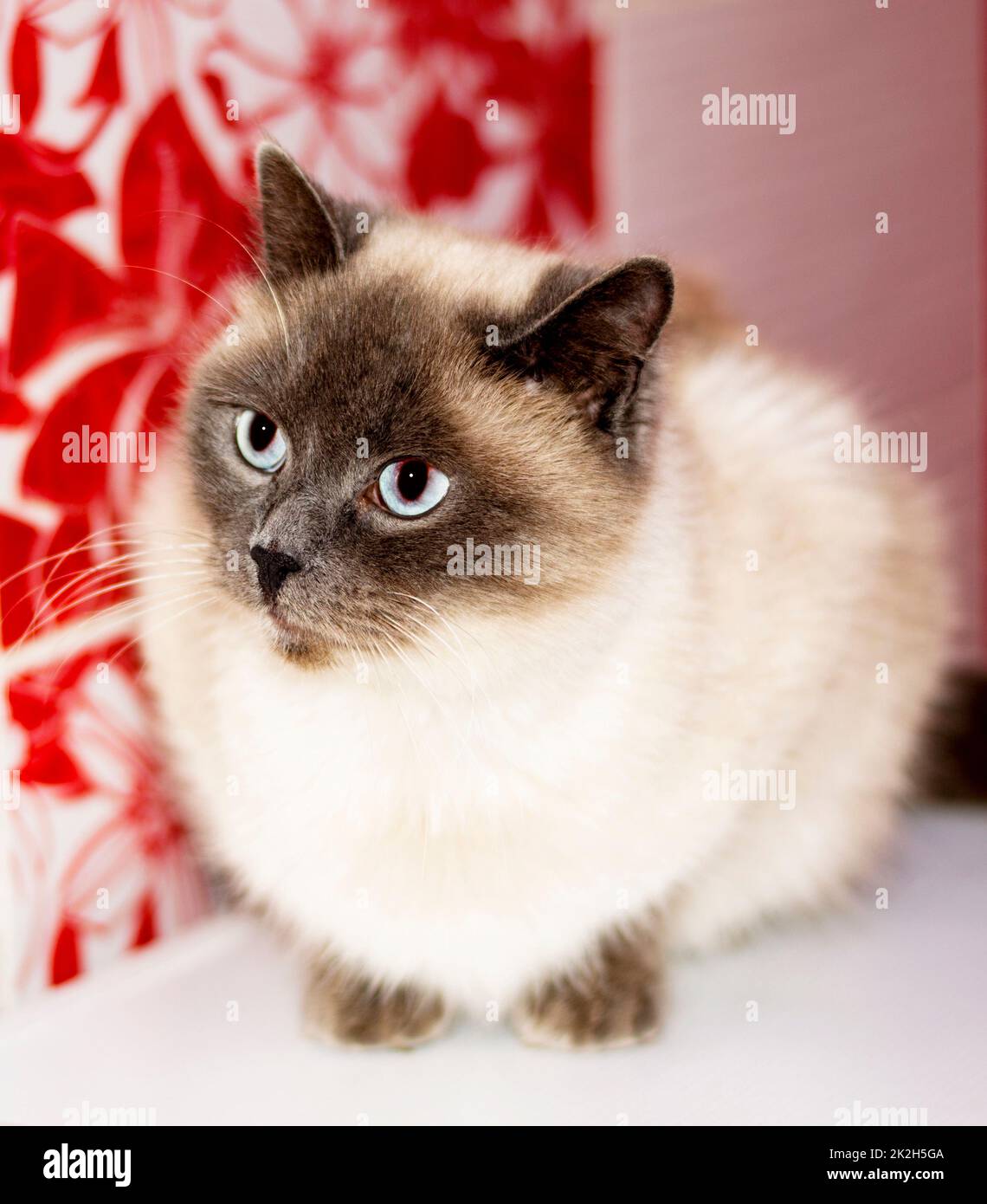 Scottish white color-point cat close-up Stock Photo - Alamy