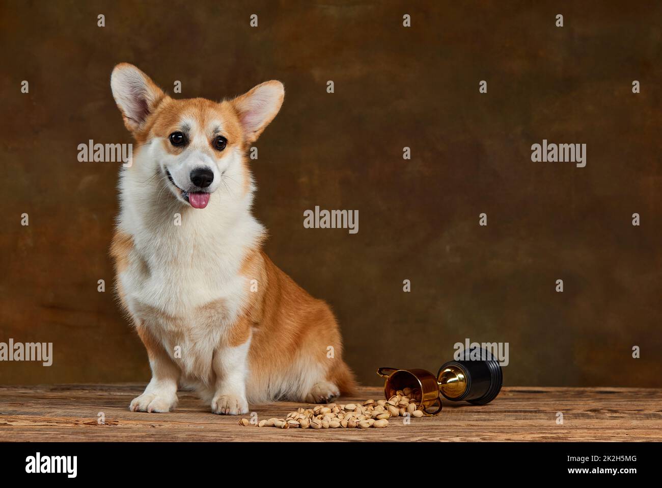 Adorable white brown Welsh corgi dog isolated on dark vintage ...