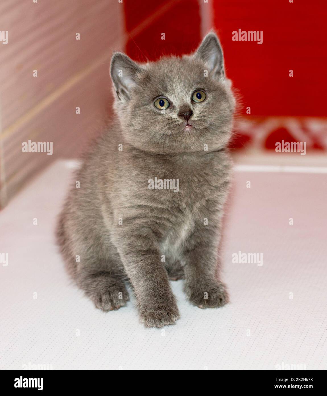 Scottish blue hi-res stock photography and images - Alamy