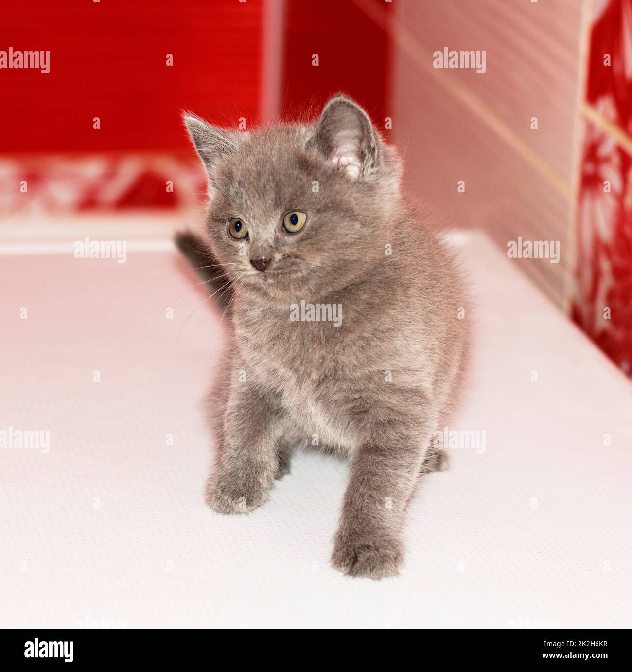 playful grey Scottish kitten Stock Photo - Alamy