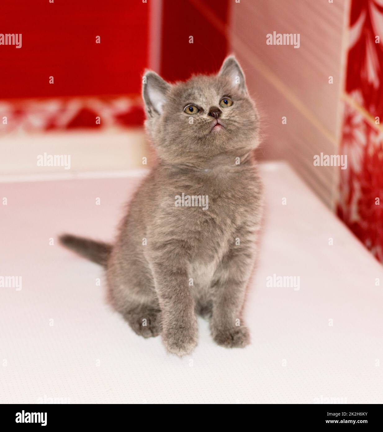 beautiful grey Scottish kitten sitting in the bathroom Stock Photo - Alamy
