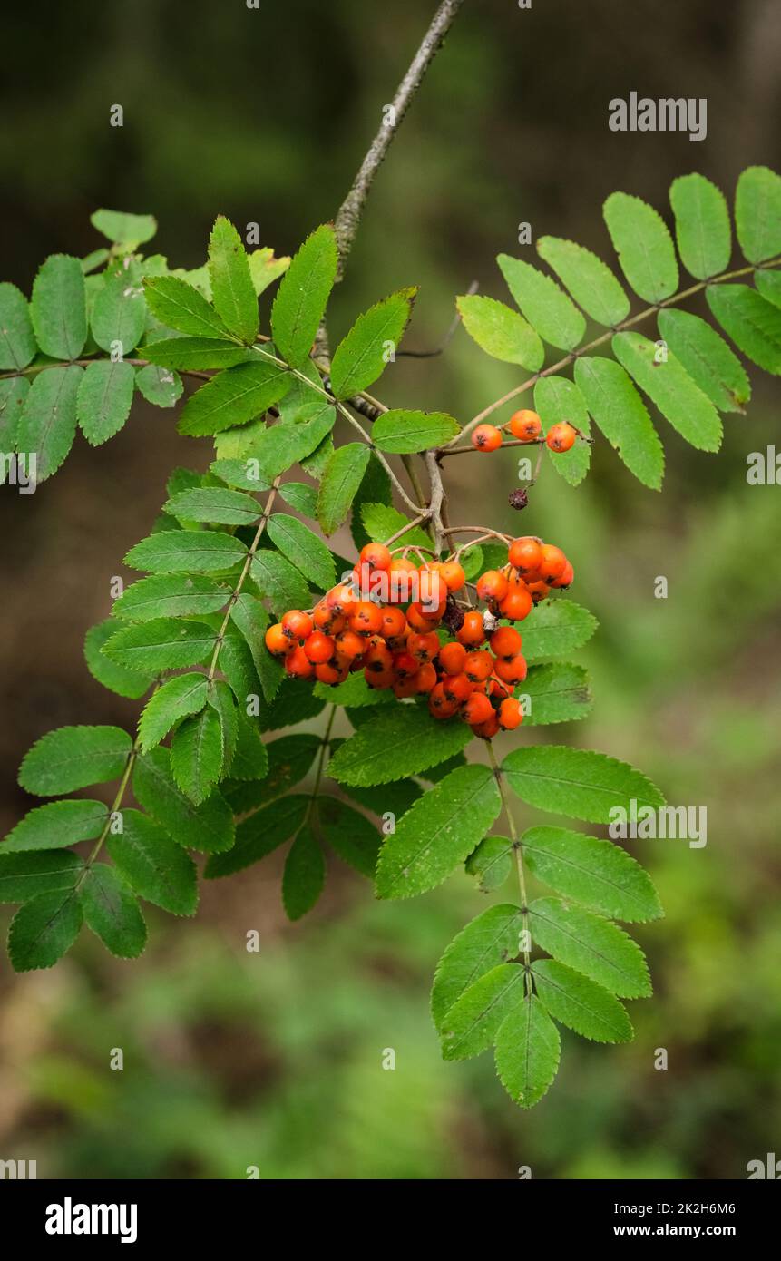 Sorbus aucuparia, known as rowan or mountain-ash shrub with red berries ...