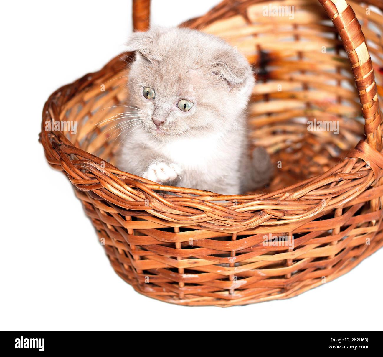 isolated image Scottish fold bicolor lilac kitten peeking out of a ...