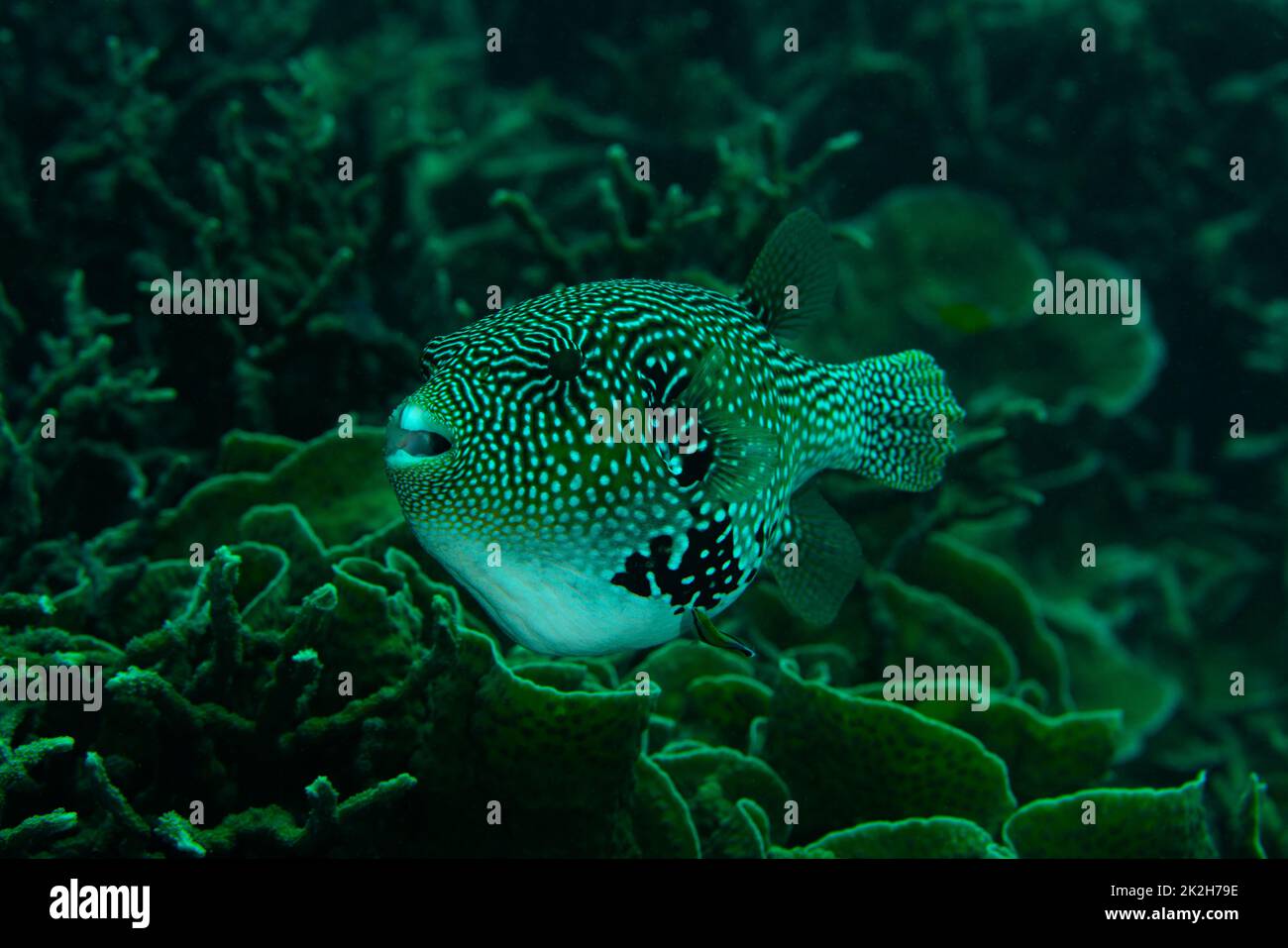Green spotted Porcupine fish swimming pass corals Stock Photo - Alamy