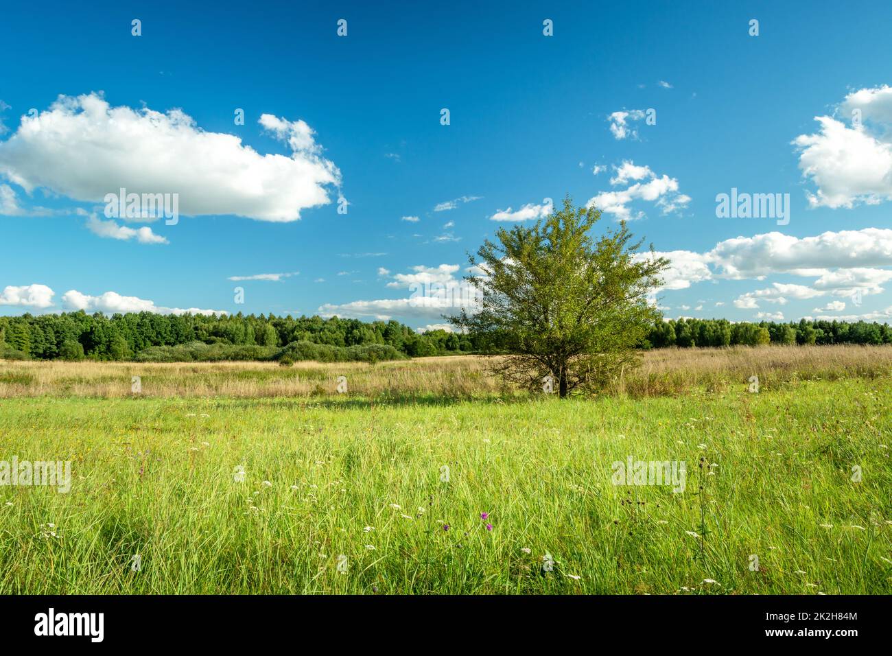 Lonely tree growing in a green meadow Stock Photo - Alamy
